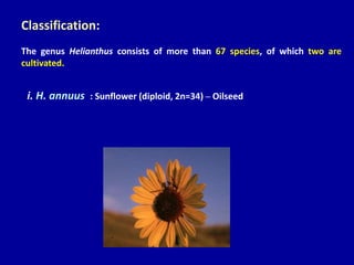 Classification Of Sunflower
