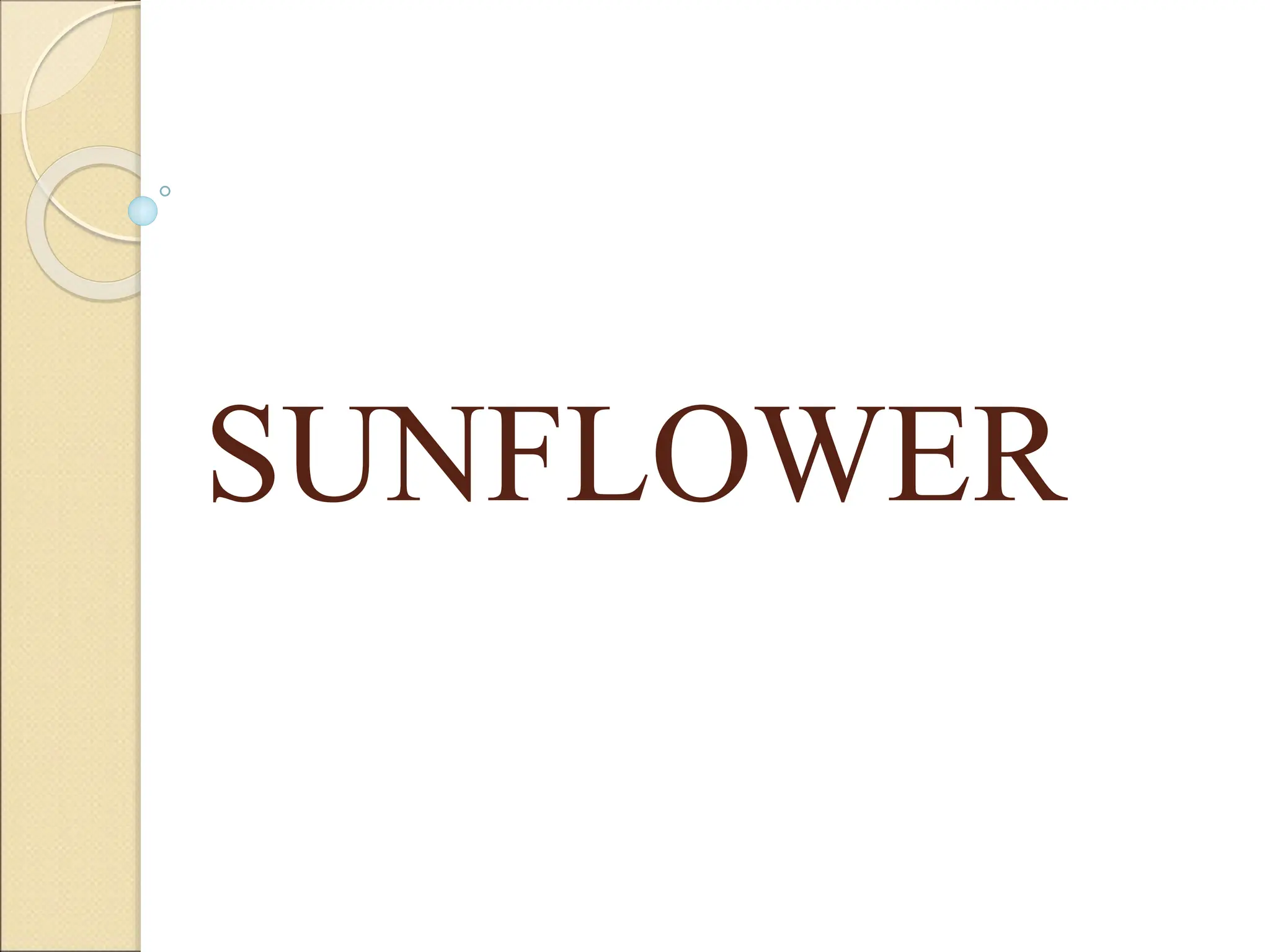 SUNFLOWER.ppt Details cultivation Practices in sunflower cultivation | PPT