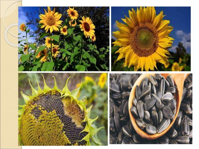 SUNFLOWER.ppt Details cultivation Practices in sunflower cultivation | PPT | Agriculture ...