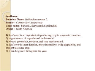 SUNFLOWER.ppt Details cultivation Practices in sunflower cultivation | PPT