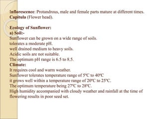 SUNFLOWER.ppt Details cultivation Practices in sunflower cultivation | PPT
