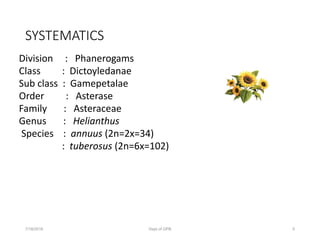Sunflower basavraj t | PDF