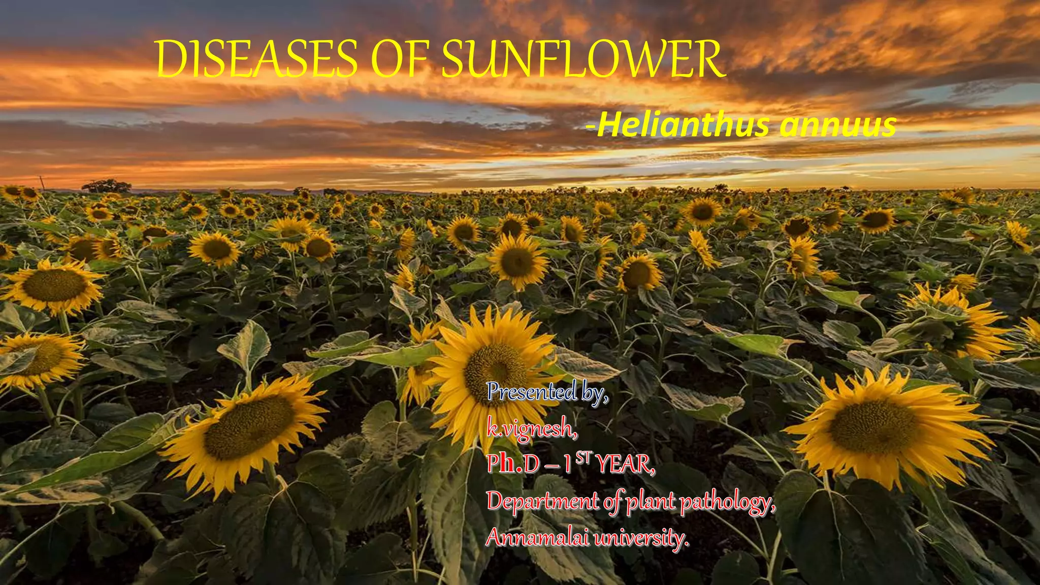 Sunflower diseases | PPTX