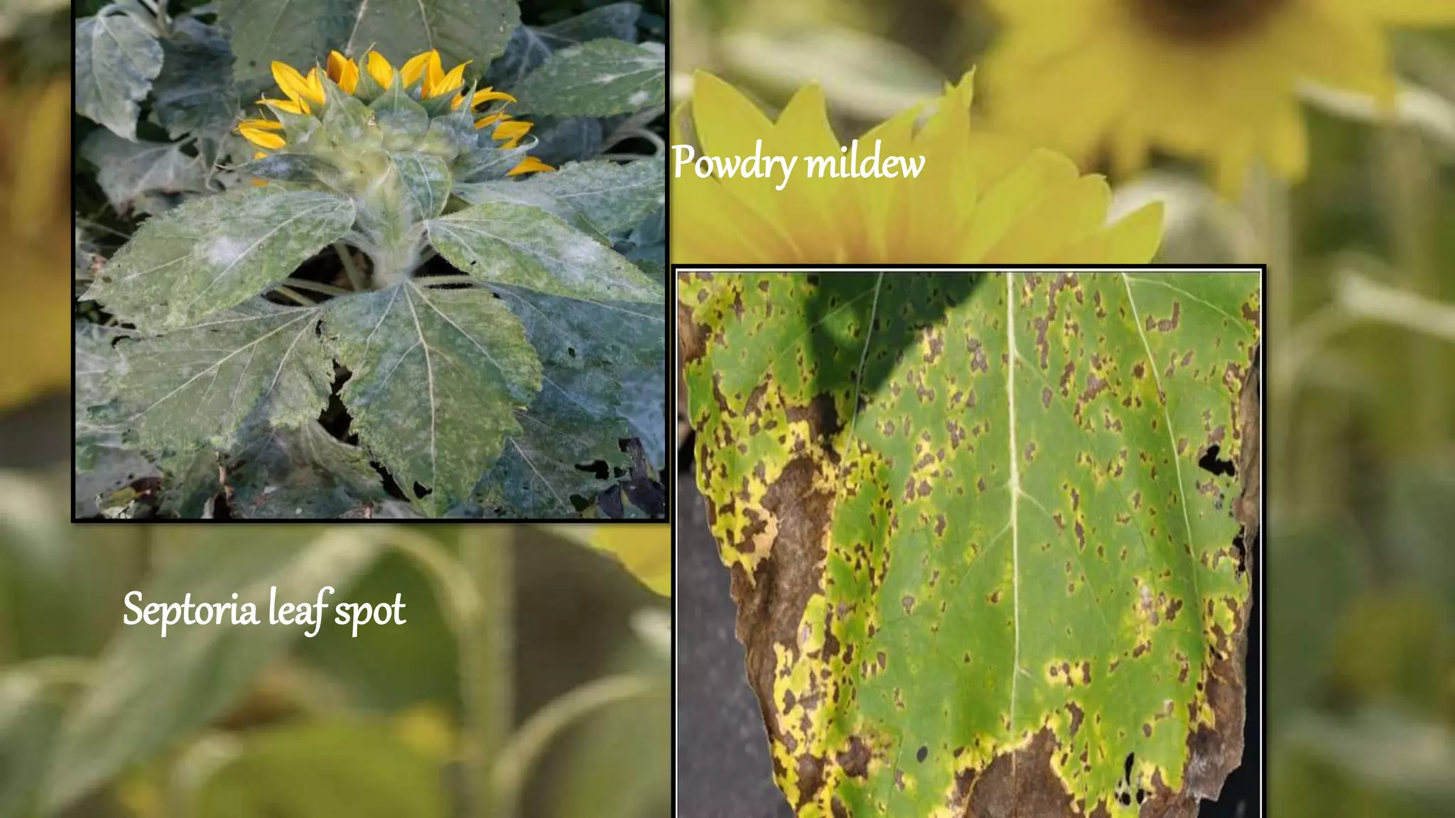 Sunflower diseases | PPTX