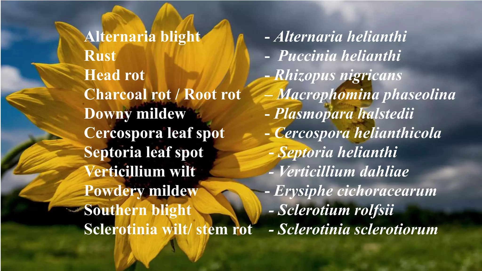 Sunflower diseases | PPTX