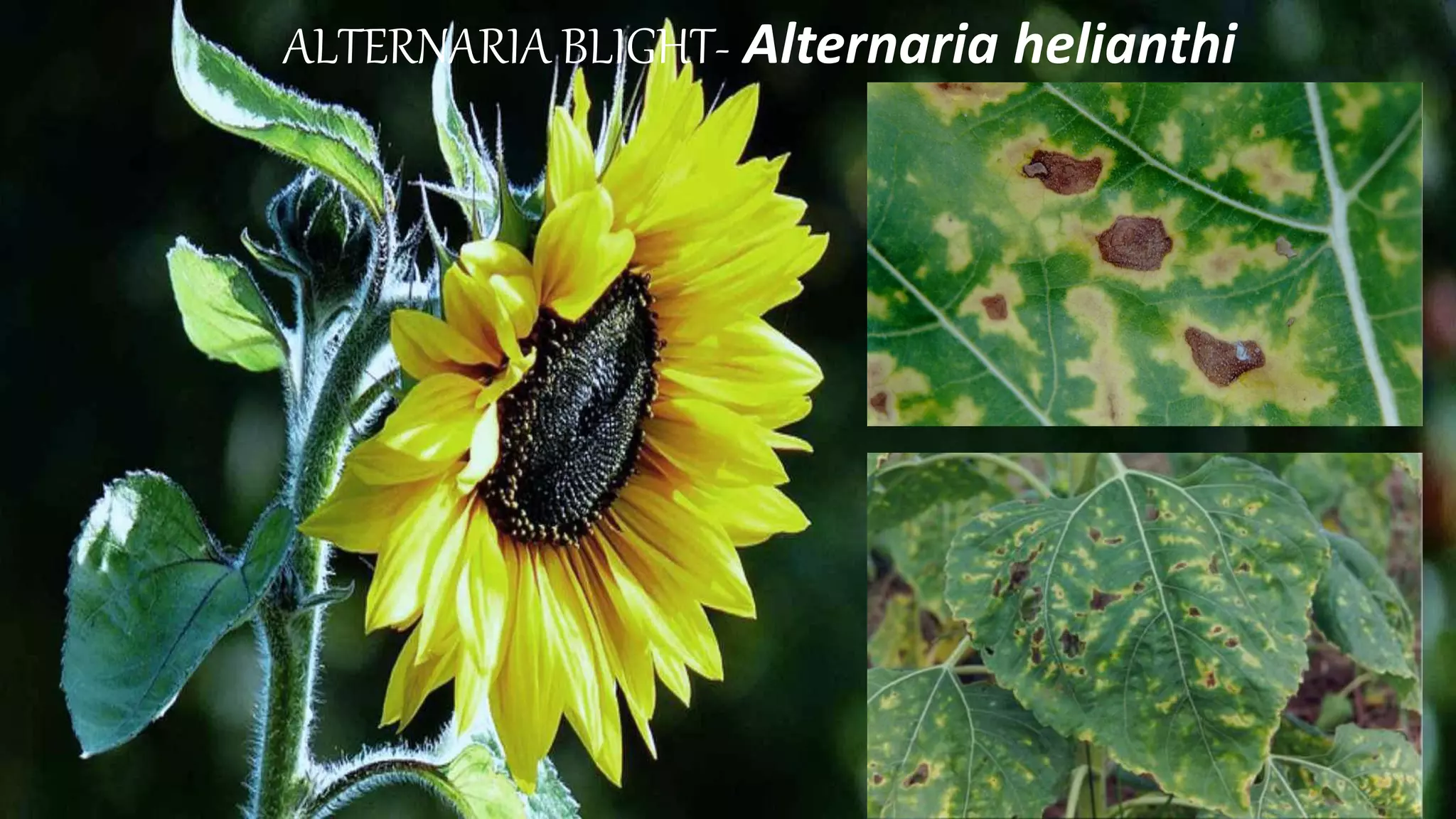 Sunflower diseases | PPTX