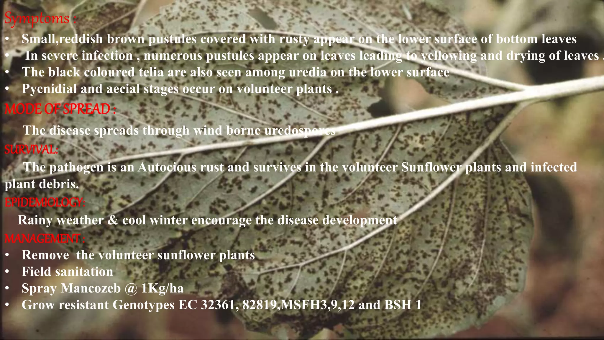 Sunflower diseases | PPTX