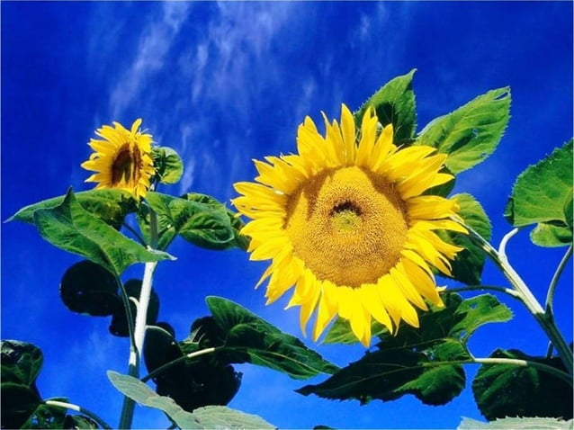 Sunflower - Luciano pavaroti | PPS