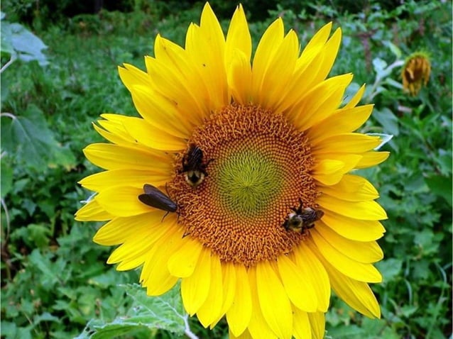 Sunflower - Luciano pavaroti | PPS