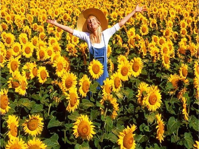 Sunflower - Luciano pavaroti | PPS