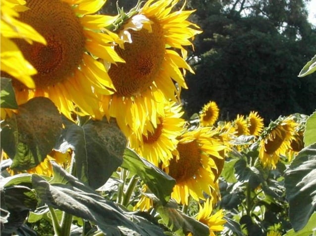 Sunflower - Luciano pavaroti | PPS