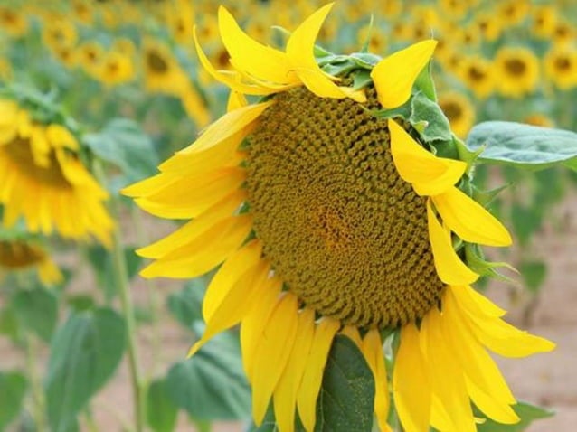 Sunflower - Luciano pavaroti | PPS