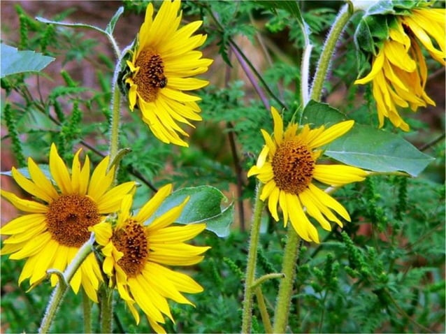 Sunflower - Luciano pavaroti | PPS