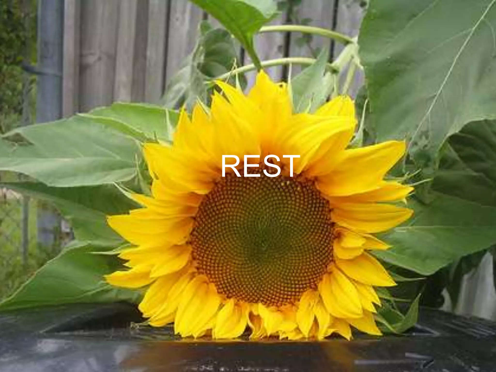 Sunflower Slide Show | PPTX