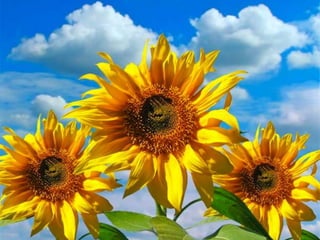 Sunflower Slide Show | PPT