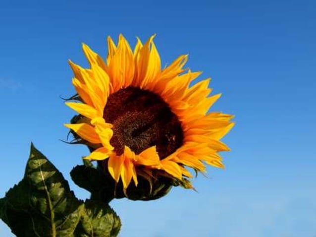 Sunflower Slide Show | PPTX