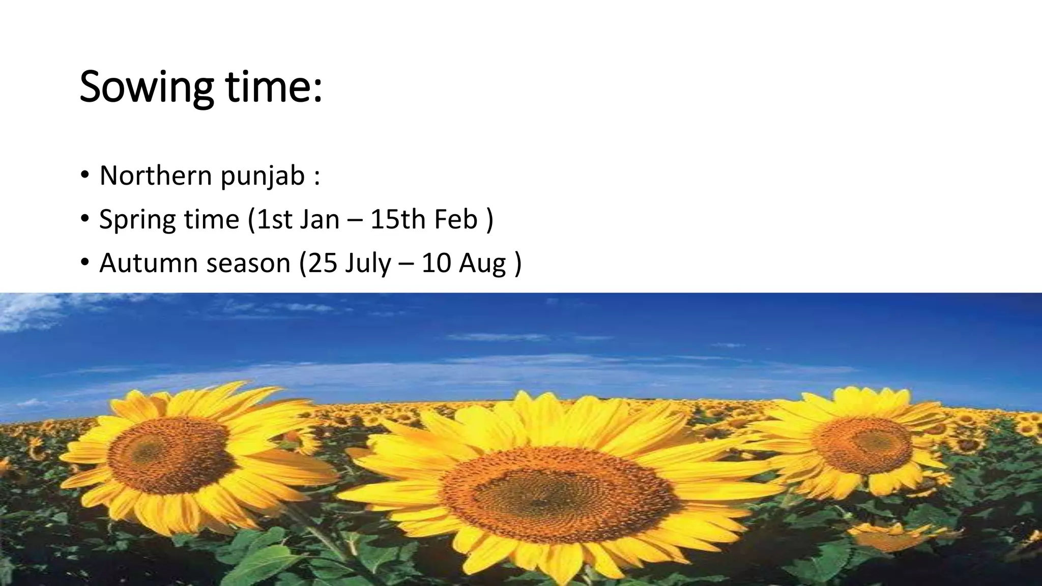 sunflower%2000000000.pptx