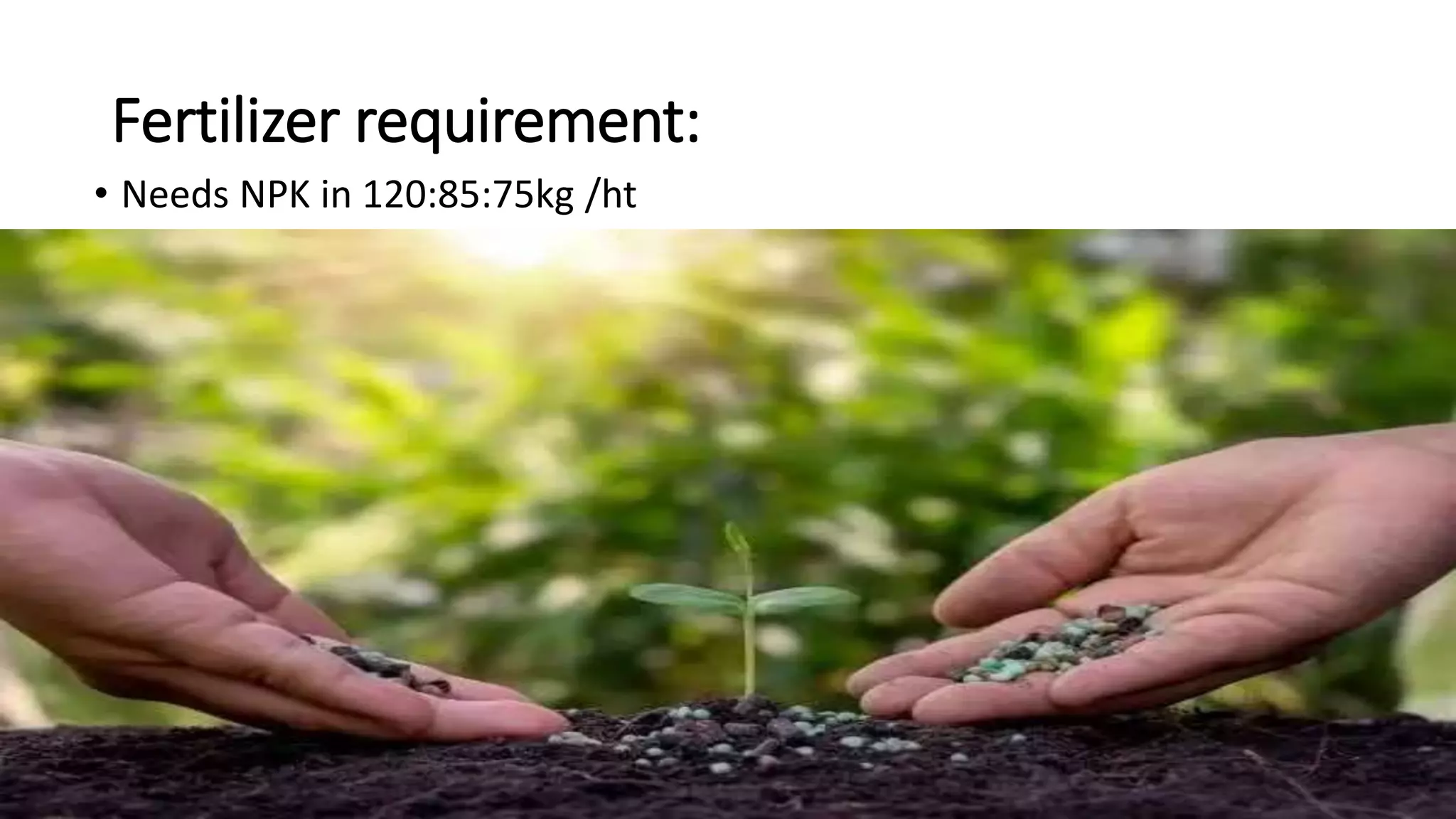 sunflower%2000000000.pptx