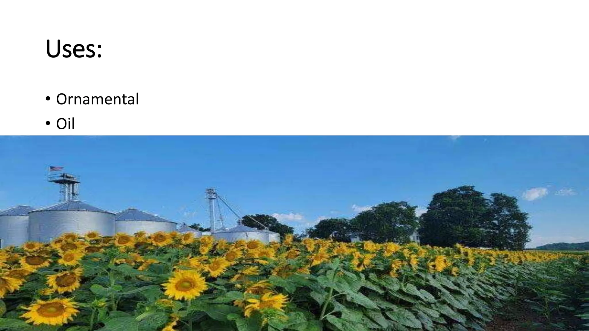 sunflower%2000000000.pptx | Free Download