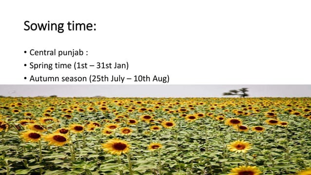 sunflower%2000000000.pptx | Free Download