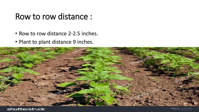 sunflower%2000000000.pptx