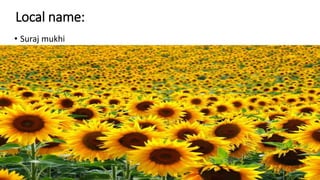 sunflower%2000000000.pptx