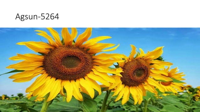 sunflower%2000000000.pptx