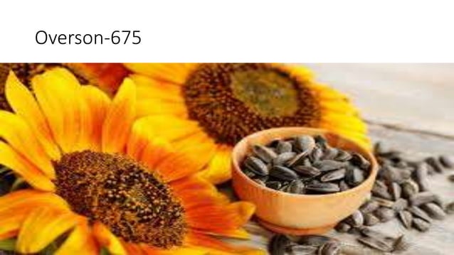 sunflower%2000000000.pptx