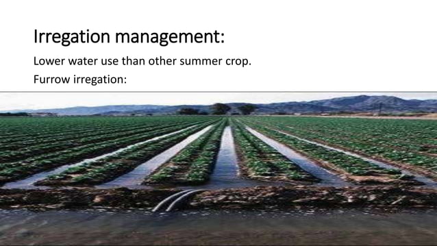 sunflower%2000000000.pptx