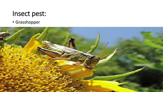 sunflower%2000000000.pptx | Free Download