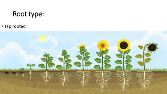 sunflower%2000000000.pptx