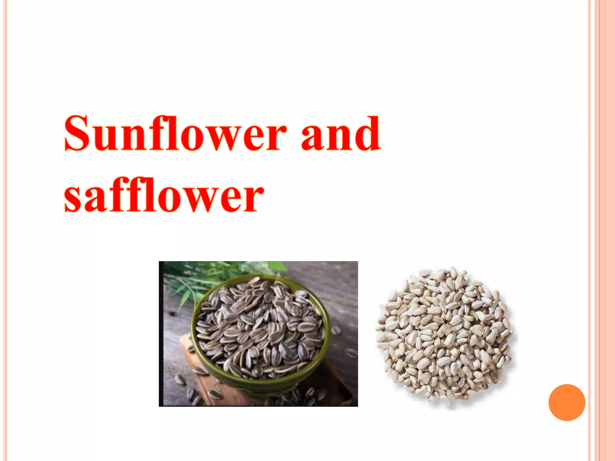 Sunflower and safflower | PPTX