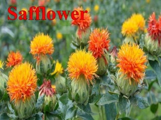 Sunflower and safflower | PPTX