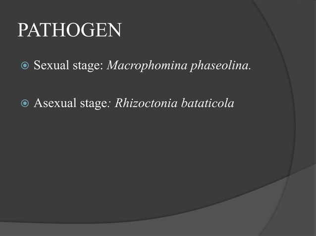 SUNFLOWER CHARCOAL ROT | PPT