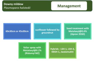 Sunflower diseases.pdf............................................. | PDF