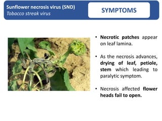 Sunflower diseases.pdf............................................. | PDF