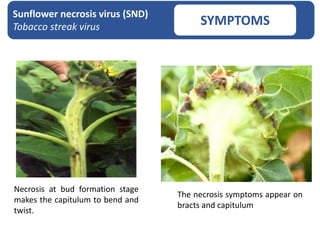 Sunflower diseases.pdf............................................. | PDF