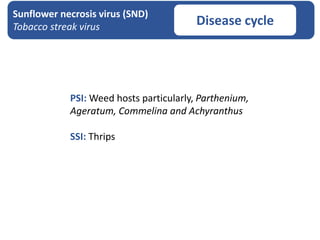 Sunflower diseases.pdf............................................. | PDF