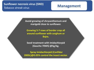 Sunflower diseases.pdf............................................. | PDF