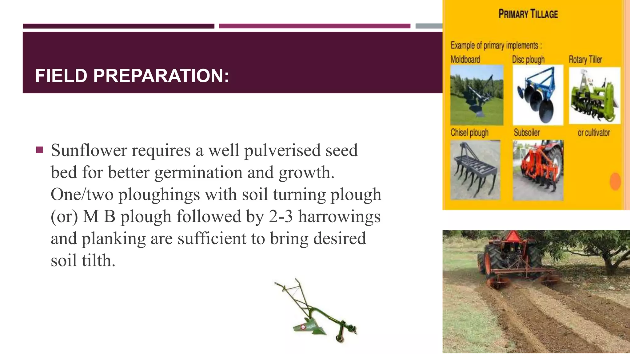 Sunflower crop cultivation | PPTX
