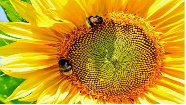 Sunflower crop cultivation | PPTX