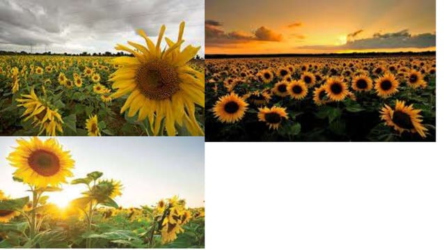 Sunflower crop cultivation | PPTX