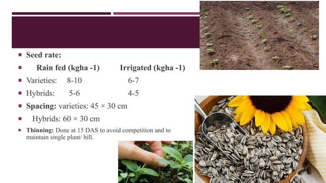 Sunflower crop cultivation | PPTX