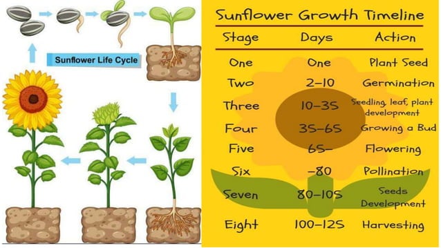 Sunflower crop cultivation | PPTX