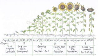 Sunflower crop cultivation | PPTX