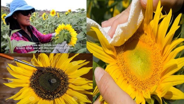 Sunflower crop cultivation | PPTX