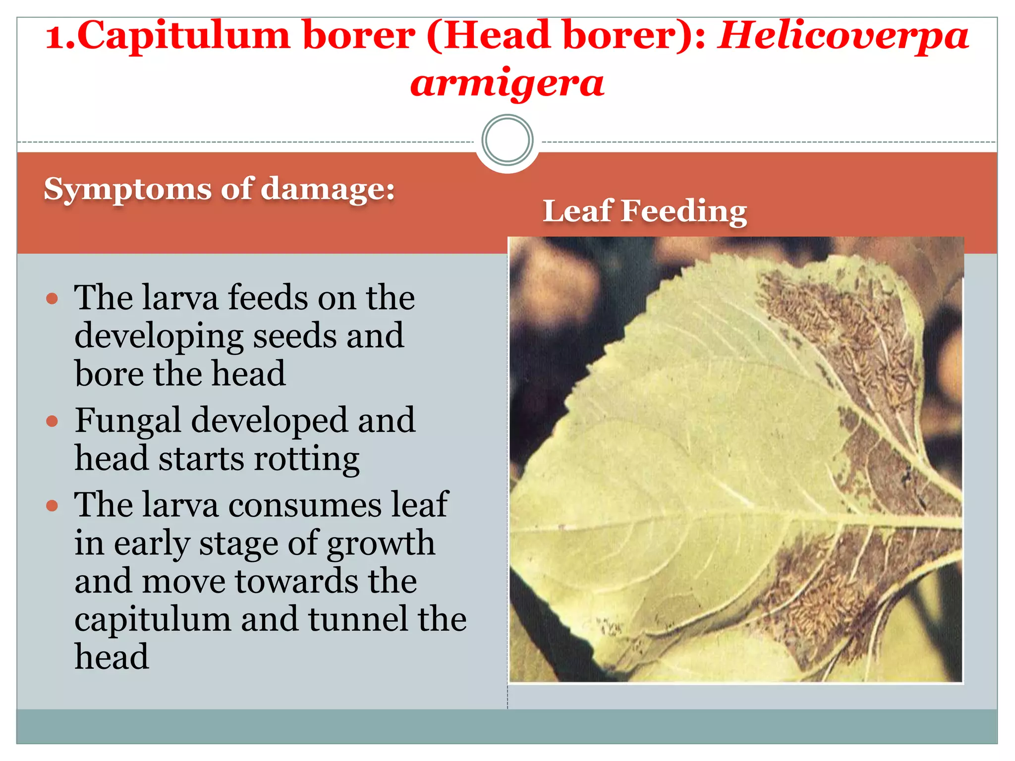 Sunflower insects A Lecture By Mr Allah Dad Khan | PPTX