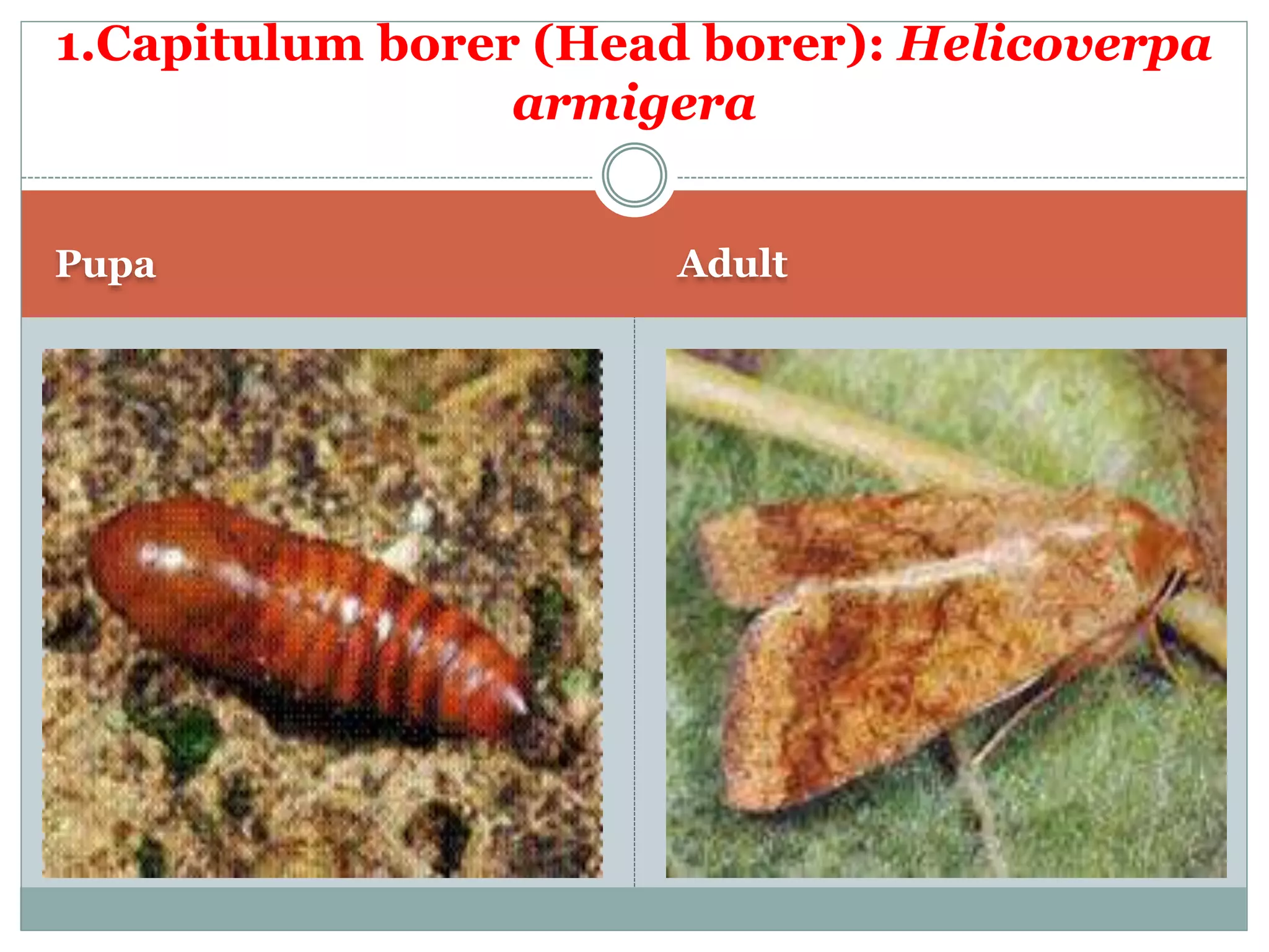 Sunflower insects A Lecture By Mr Allah Dad Khan | PPTX