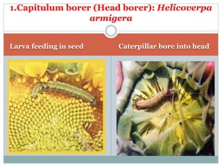 Sunflower insects A Lecture By Mr Allah Dad Khan | PPTX