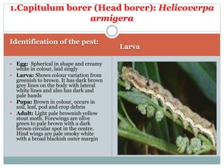 Sunflower insects A Lecture By Mr Allah Dad Khan | PPTX